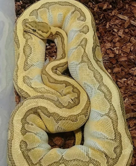 Enchi Kingpin 100% Het Clown Ball Python by CMM Constrictors