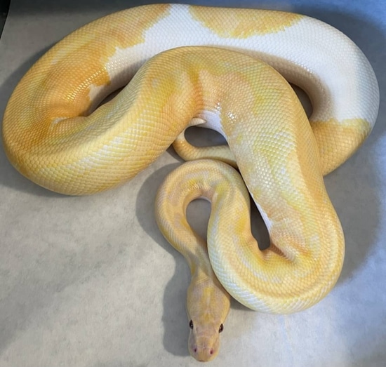 Proven Breeder Dreamsicle Free Shipping Ball Python by CMM Constrictors