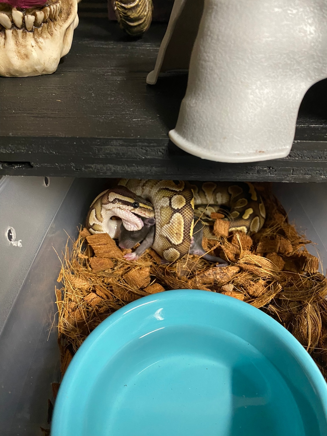 Lesser Ball Python by Snake Babyz - MorphMarket