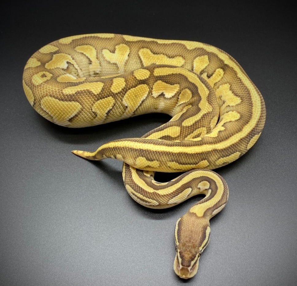 Pastel Lesser 100% Het Pied Ball Python by Snake Babyz - MorphMarket