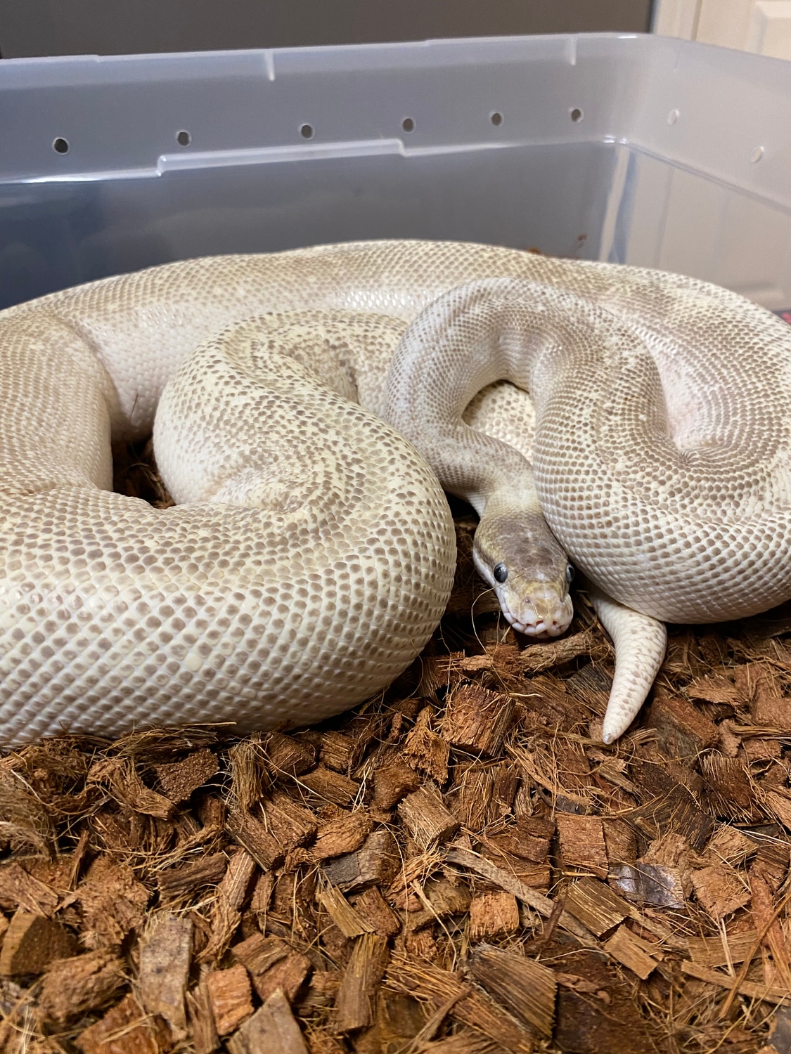 FREE 📦Super Mojave Ball Python by Snake Babyz - MorphMarket