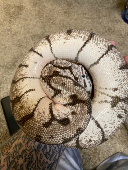 VPI Axanthic Fire Bumble Bee Ball Python by Snake Babyz