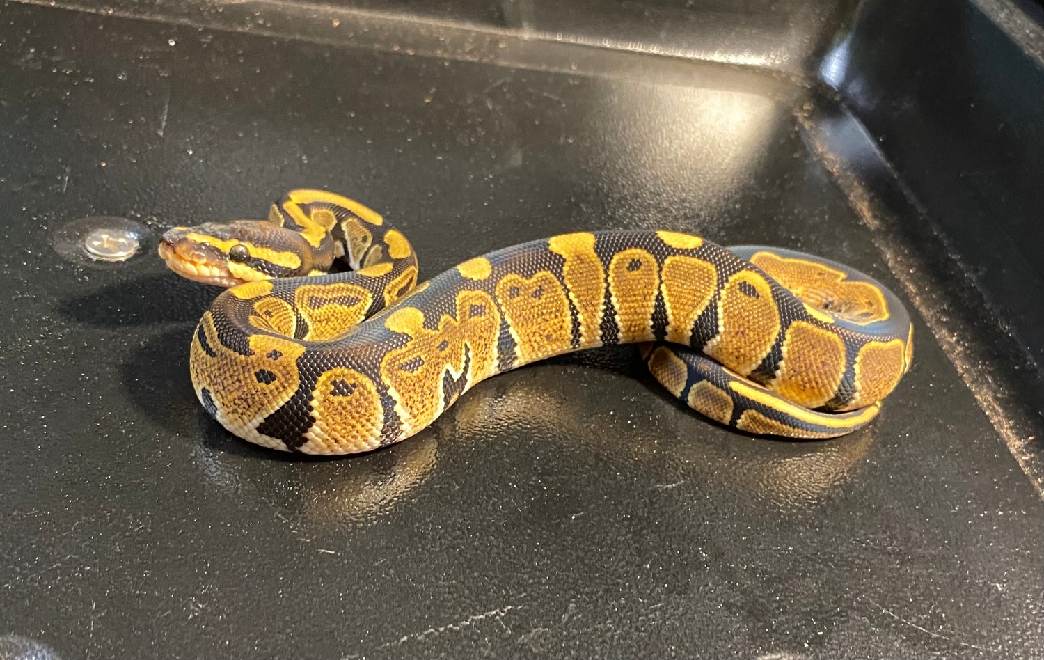 Orange Dream 50% Het Hypo Ball Python by Snake Babyz - MorphMarket