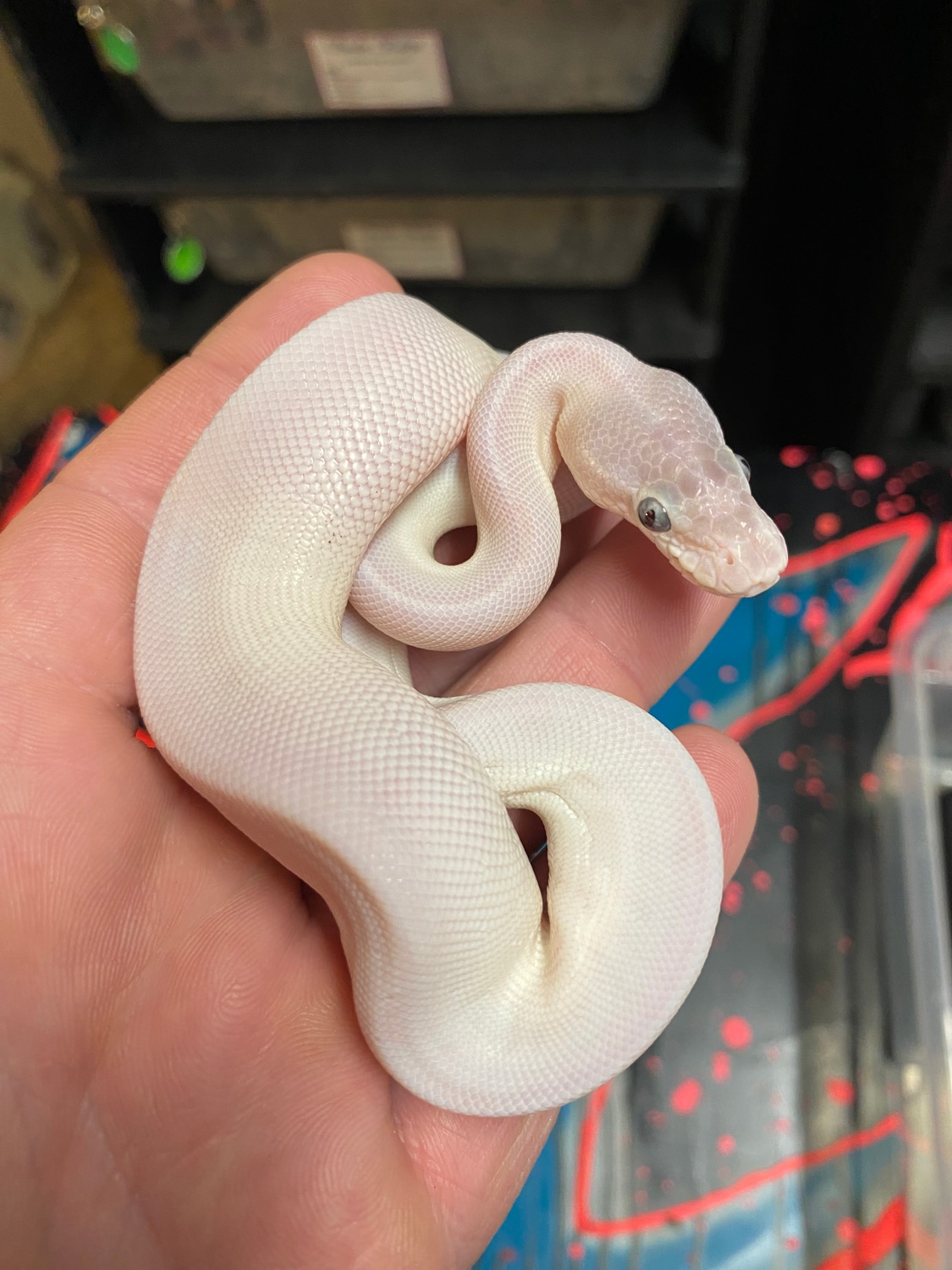Super Mojave Ball Python by Snake Babyz - MorphMarket