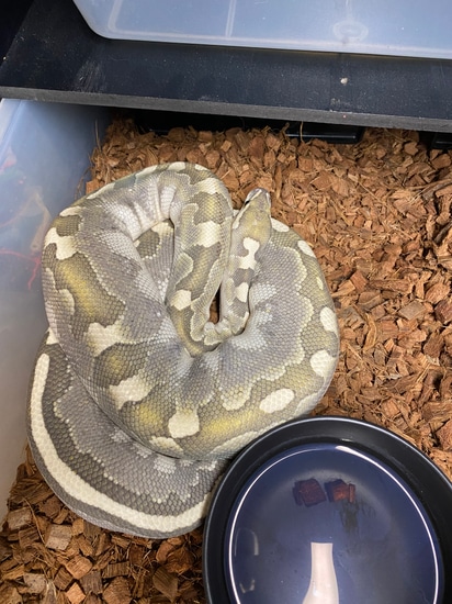 RTB Bamboo Hypo Pastel Ball Python by Snake Babyz