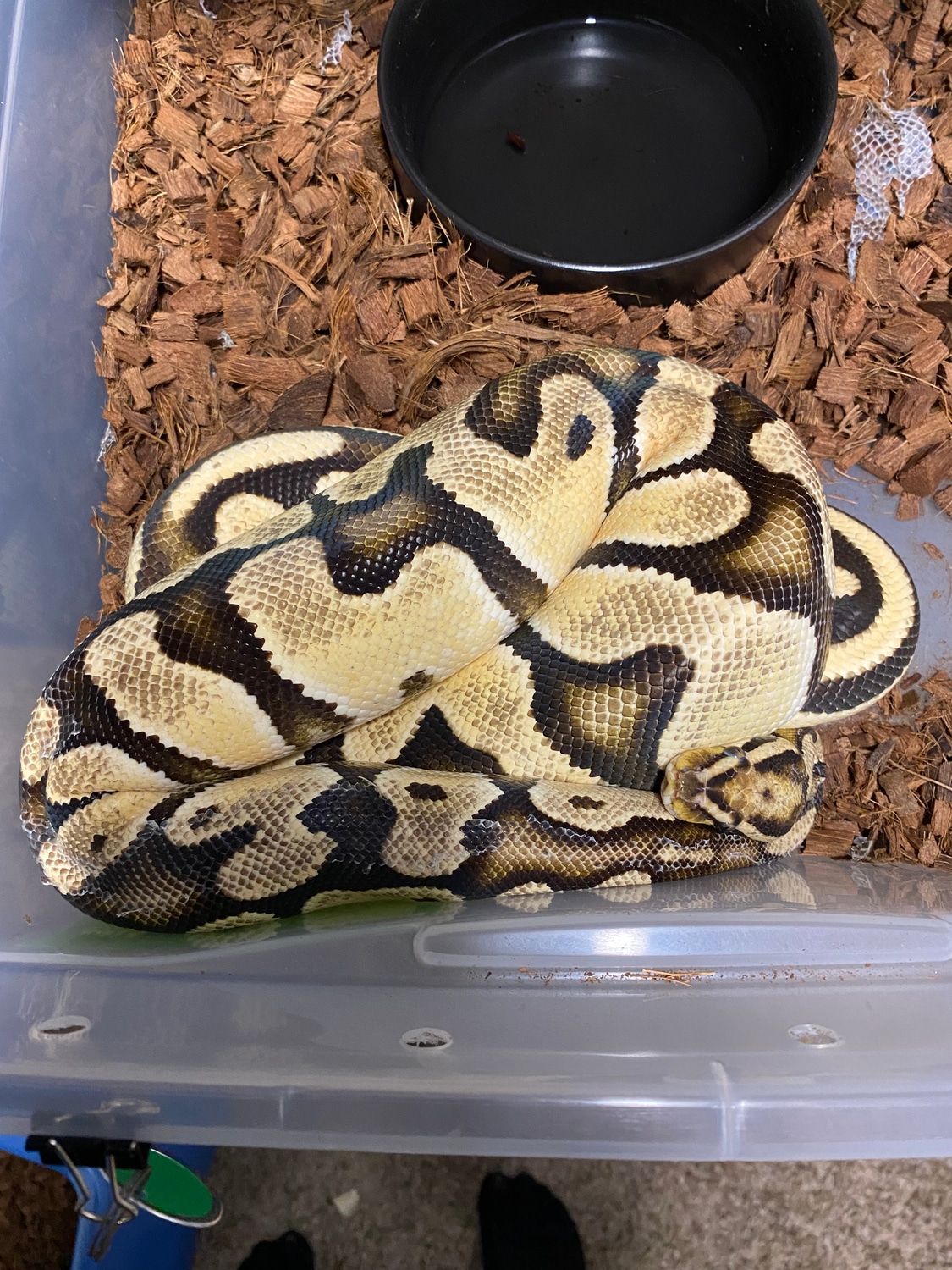 RTB Super Orange Dream Vanilla Ball Python by Snake Babyz - MorphMarket