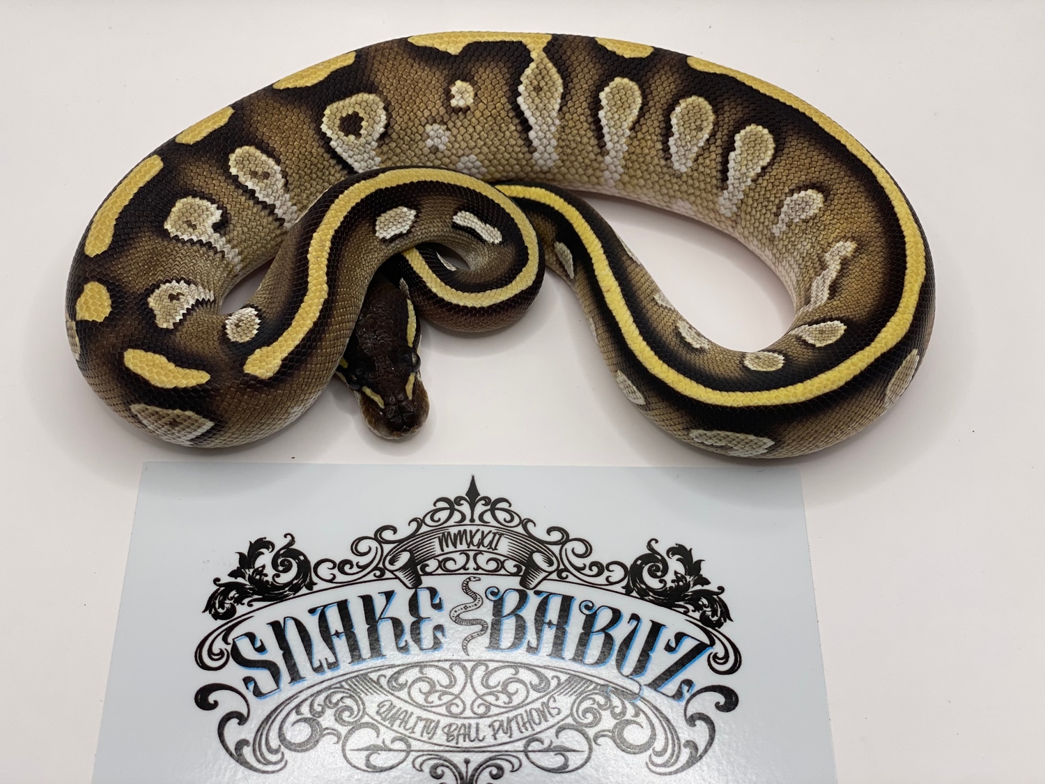 Blackhead Mojave Het Hypo Ball Python by Snake Babyz - MorphMarket
