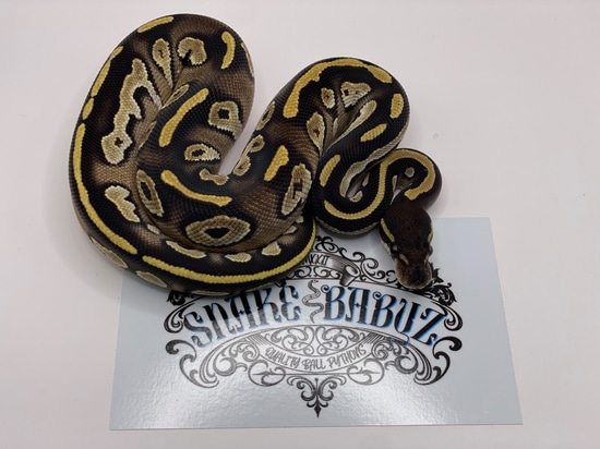 Blackhead Mojave Ball Python by Snake Babyz