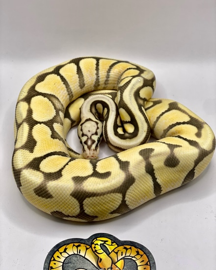 Desert Ghost Spotnose Pastel POs Het Hypo Ball Python by Snake Babyz