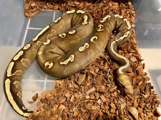 BREED NOW! Black Pastel GHI Female Ball Python by Snake Babyz