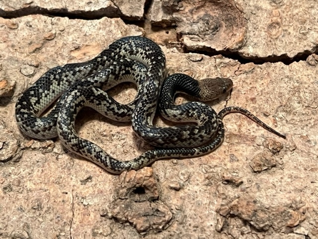 Peruvian Calico Snakes, Oxyrhopus Fitzingeri More Colubrid by The Snake ...