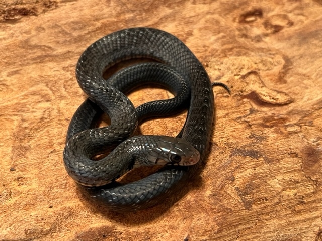 Mexican West-Coast Cribo Cribo & Indigo Snakes by The Snake Room ...