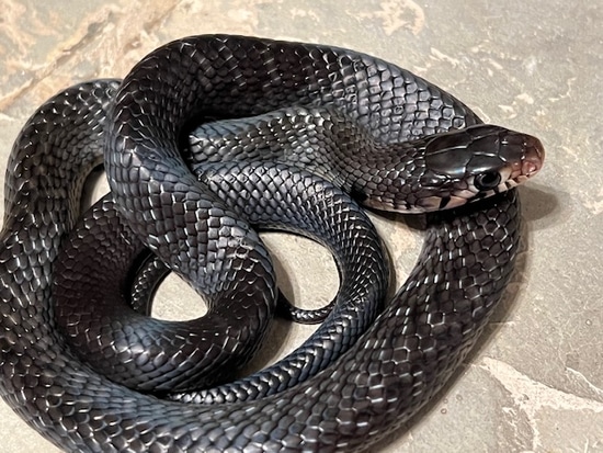 2023 Hatch Mexican West-Coast Cribo Cribo & Indigo Snakes by The Snake Room