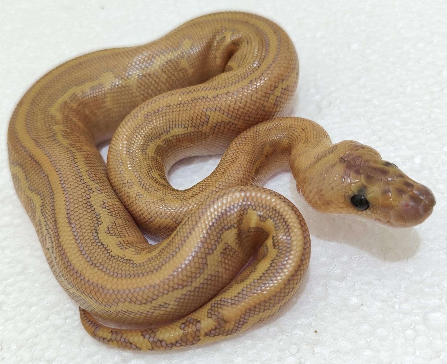 Stranger Yellowbelly Motley Butter Clown Ball Python by Stracan Regius ...