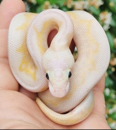Motley Yellowbelly Pastel ( Butter) Clown Ball Python by Stracan Regius