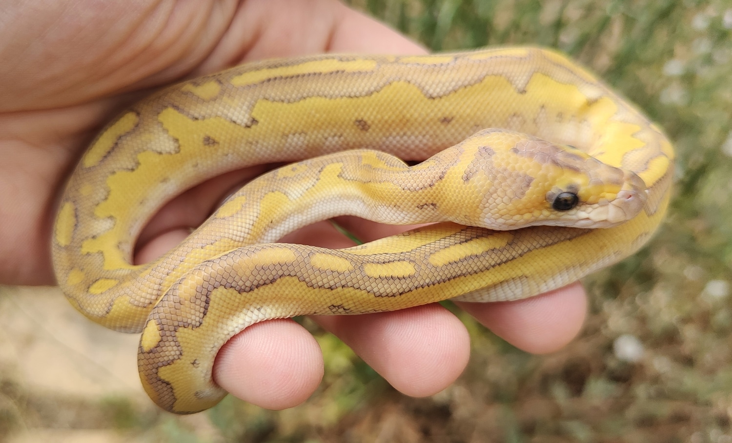 Yellowbelly Motley Butter Clown Ball Python by Stracan Regius - MorphMarket