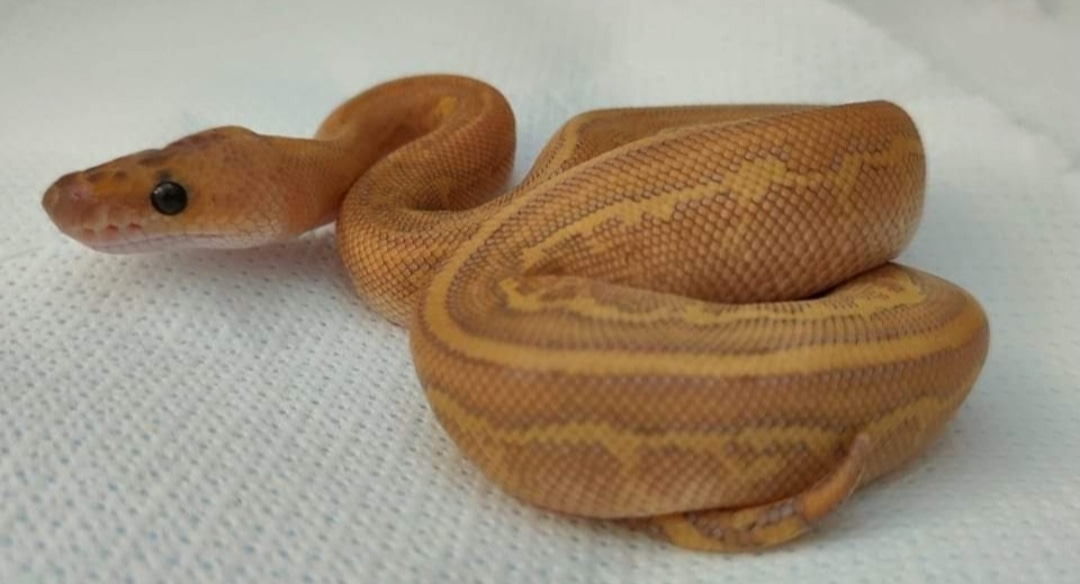 Stranger Yellowbelly Motley Butter Clown Ball Python by Stracan Regius - MorphMarket