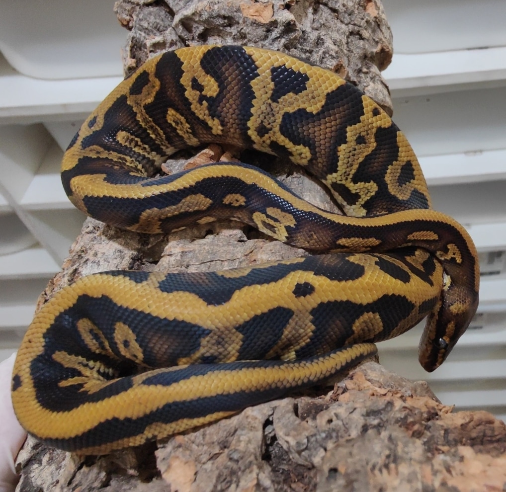 Leopard Stranger Yellowbelly Het Clown Ball Python by Stracan Regius ...