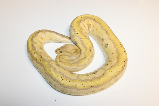 Banana Clown Cinnamon Ball Python by Monty Pythons
