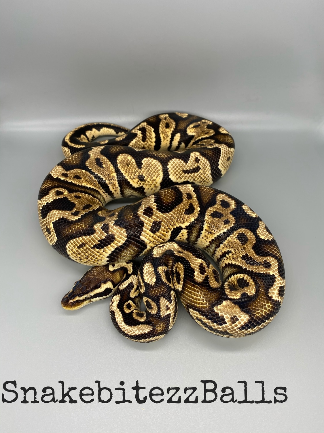 Pastel Gravel Ball Python by Snakebitezz-Balls - MorphMarket