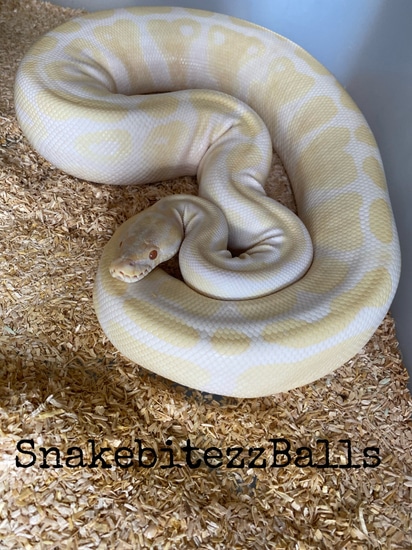 Albino 66% Het Ghost Ball Python by Snakebitezz-Balls