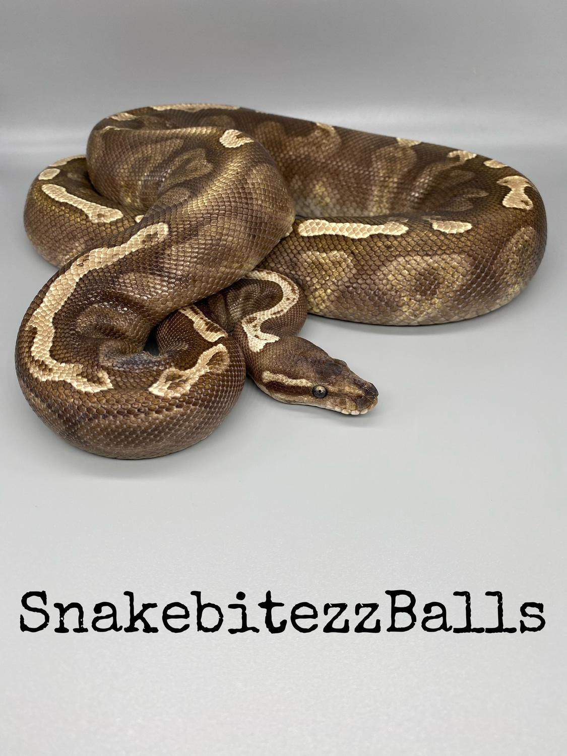 Butter GHI Ball Python by Snakebitezz-Balls - MorphMarket