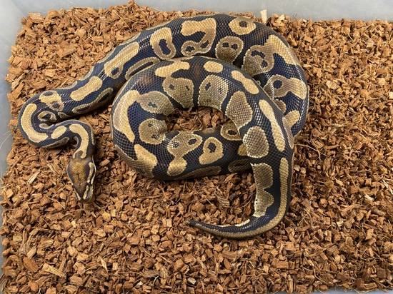 Normal 100% Het. Piebald Ball Python by Snakebitezz-Balls