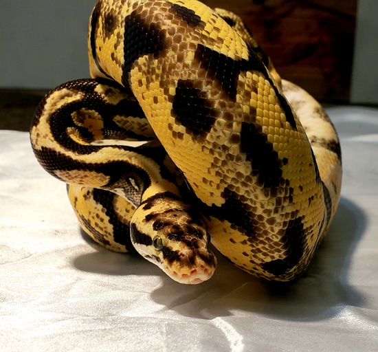 Pastel Enchi Spotnose Ball Python by Bandy Balls