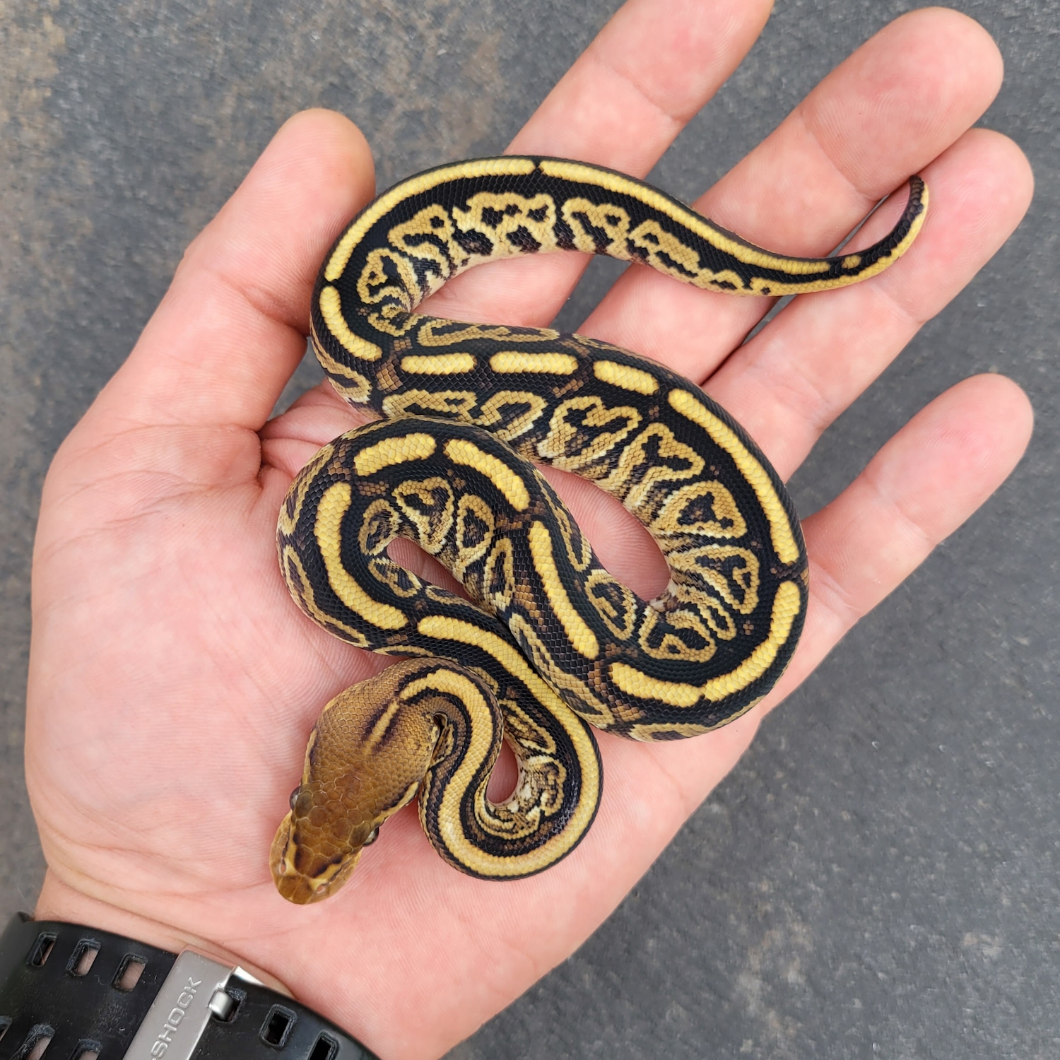 Orange Dream Spotnose Bongo 100% Het. Clown Ball Python by Snake City ...