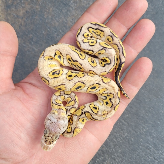 Pastel Yellow Belly Bongo Clown Ball Python by Snake City Poland