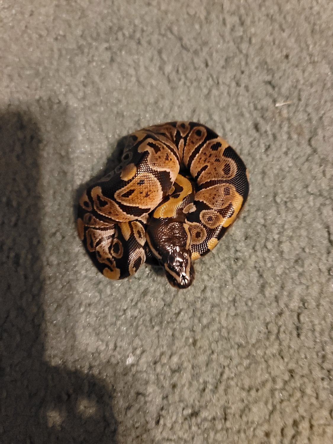 Normal Ball Python by Ya Darn Snootin exotics - MorphMarket
