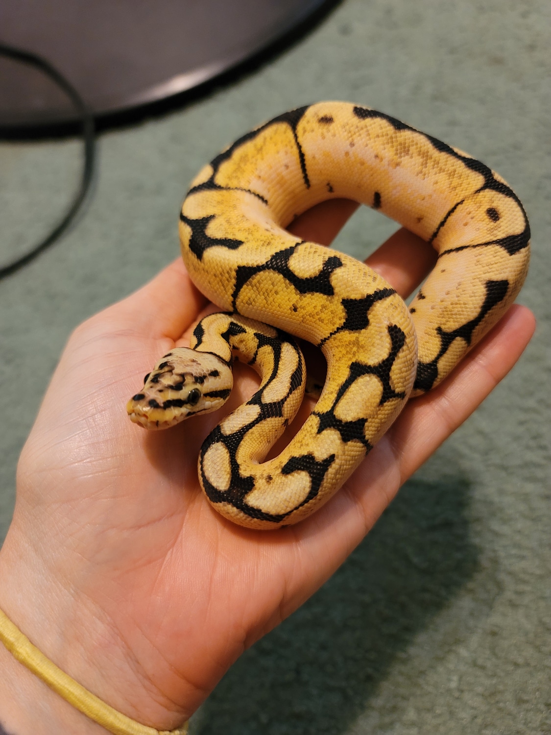 Bumblebee Ball Python by Ya Darn Snootin exotics - MorphMarket