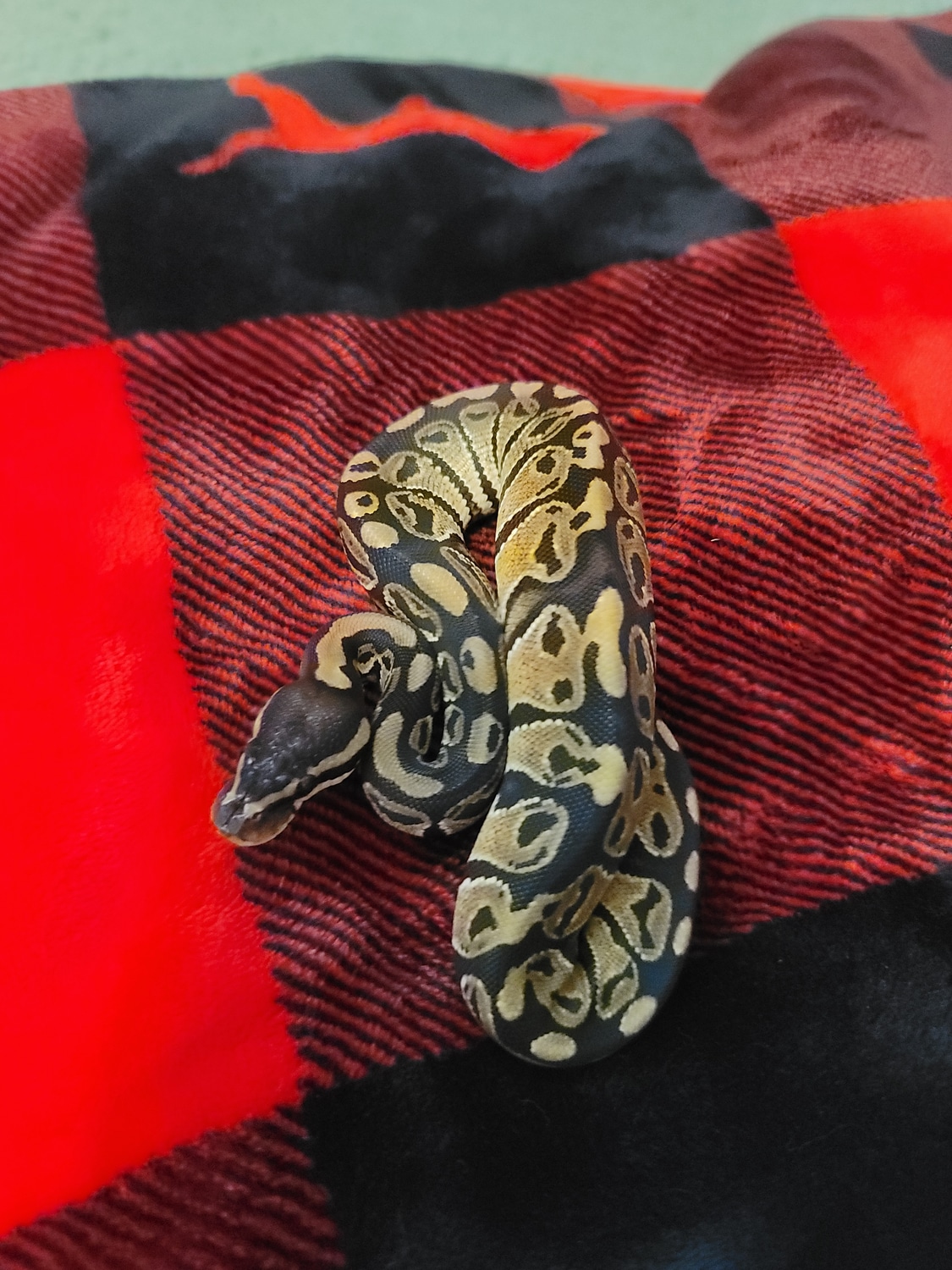Normal Ball Python by Ya Darn Snootin exotics - MorphMarket