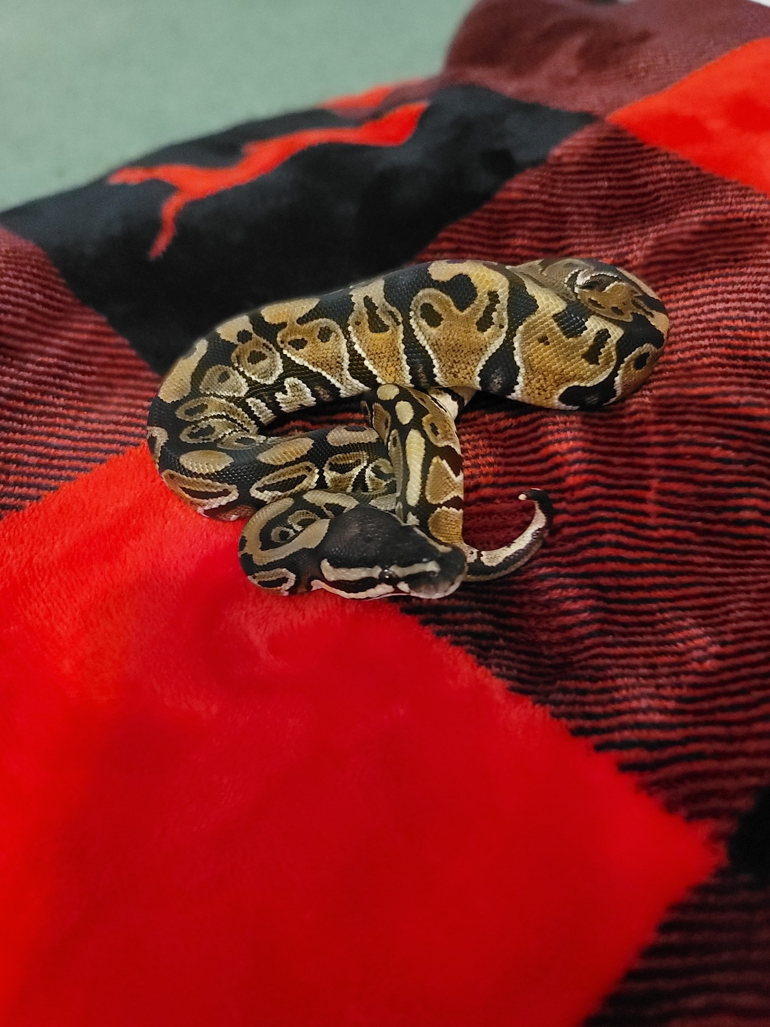 Normal Ball Python by Ya Darn Snootin exotics - MorphMarket