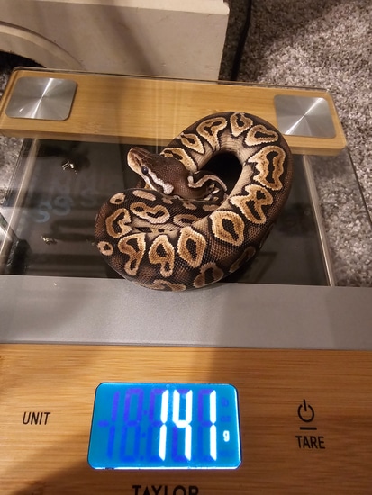 Pewter Ball Python by Ya Darn Snootin exotics