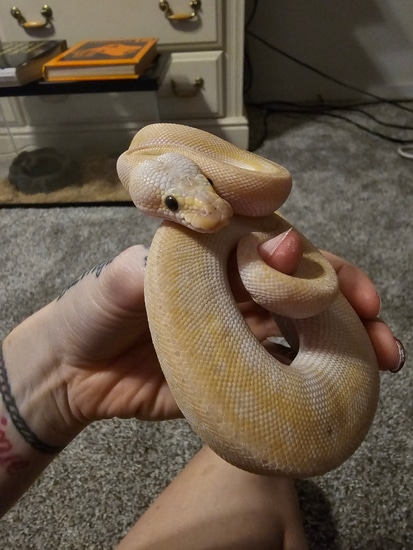 Pastel Champagne Pin Ball Python by Ya Darn Snootin exotics