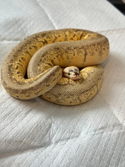 Superblast YB/Spector DH Ghost Pied Ball Python by Haynes Gang Morphs