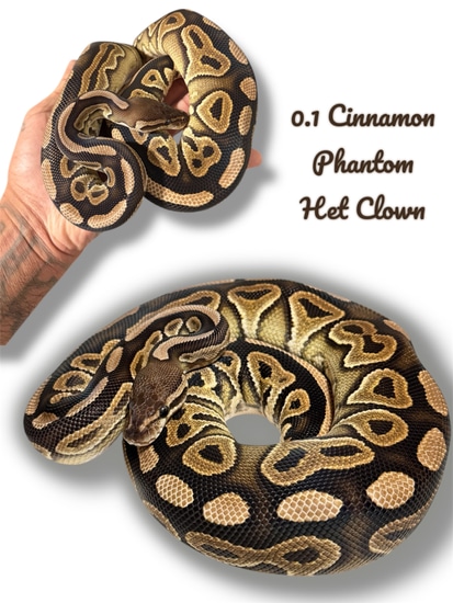 Cinnamon Phantom 💯% Het Clown Ball Python by Haynes Gang Morphs