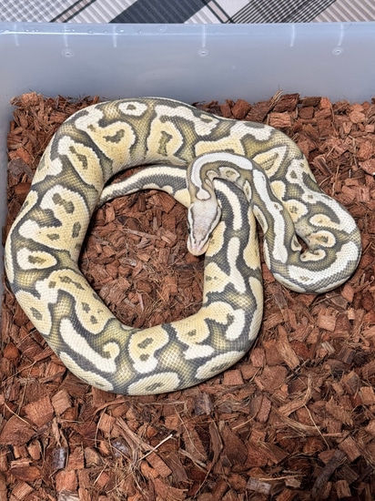 Firefly Yellowbelly Hypo Ball Python by Haynes Gang Morphs