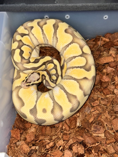 Pastel Enchi DG Ball Python by Haynes Gang Morphs