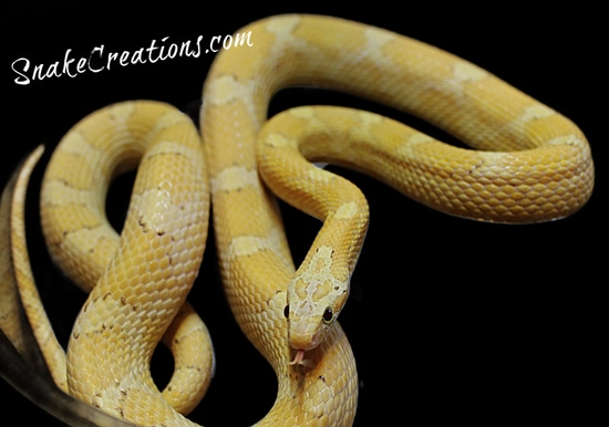 Diffused Gold Dust Corn Snake by SnakeCreations