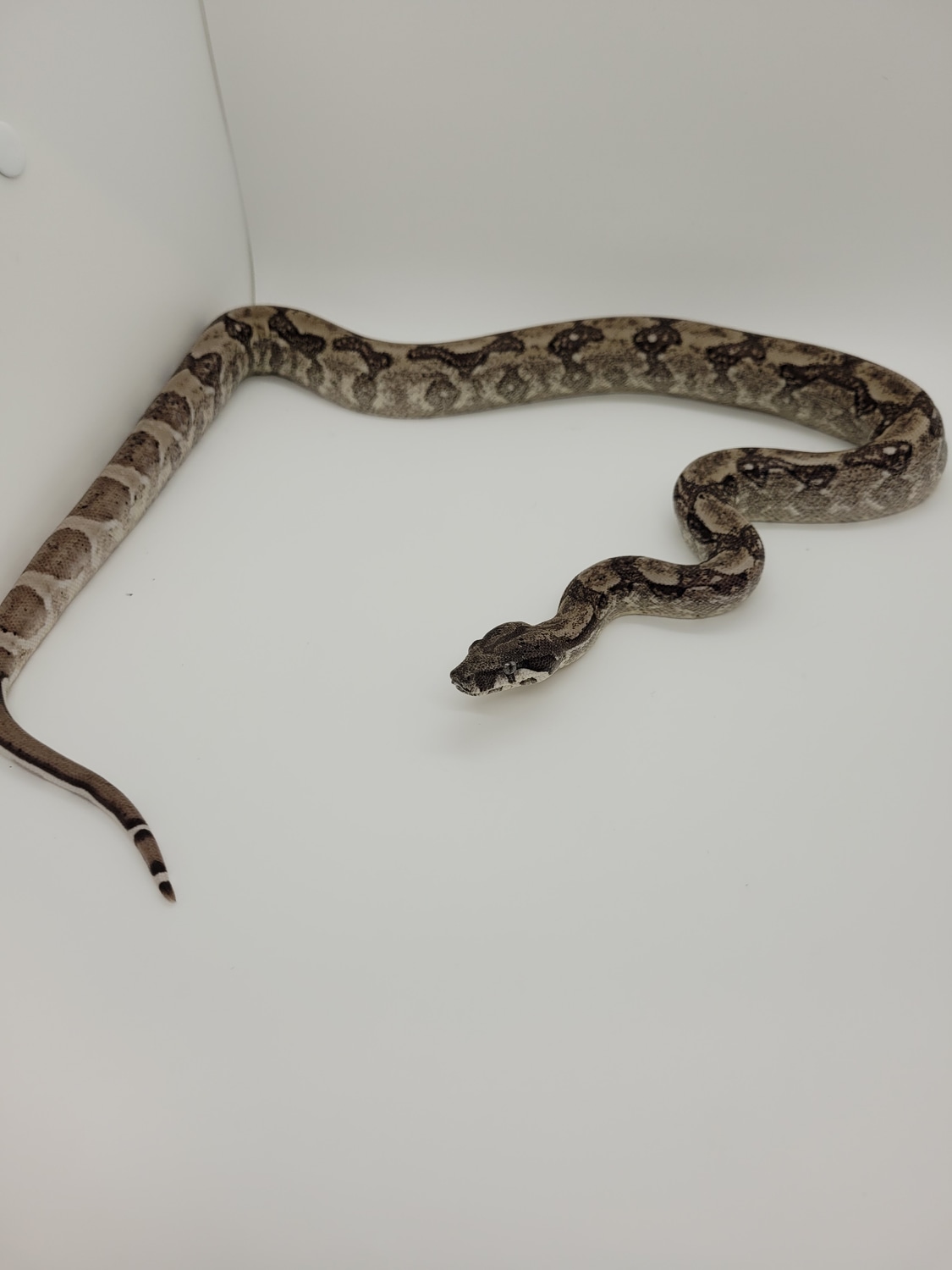 Ghost Boa Constrictor by Snake Den USA Exotic Reptiles LLC - MorphMarket