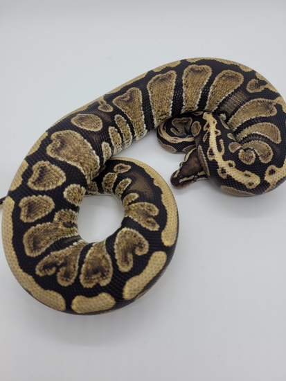 GHI 50% Het Lavender Albino 50% Het Albino 50% Het Piebald Ball Python ...