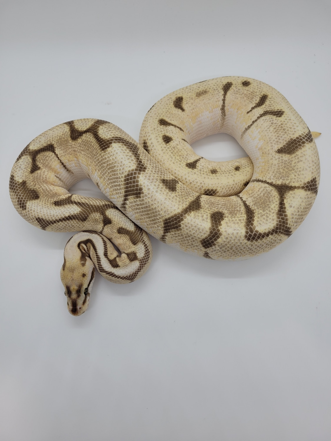 Orange Dream Lesser Bee Ball Python by Snake Den USA Exotic Reptiles ...