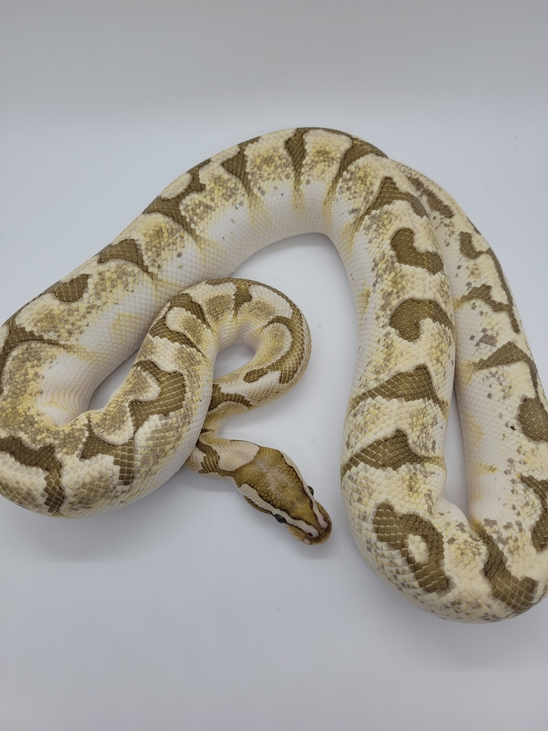 Orange Dream Bamboo Ball Python by Snake Den USA Exotic Reptiles LLC ...