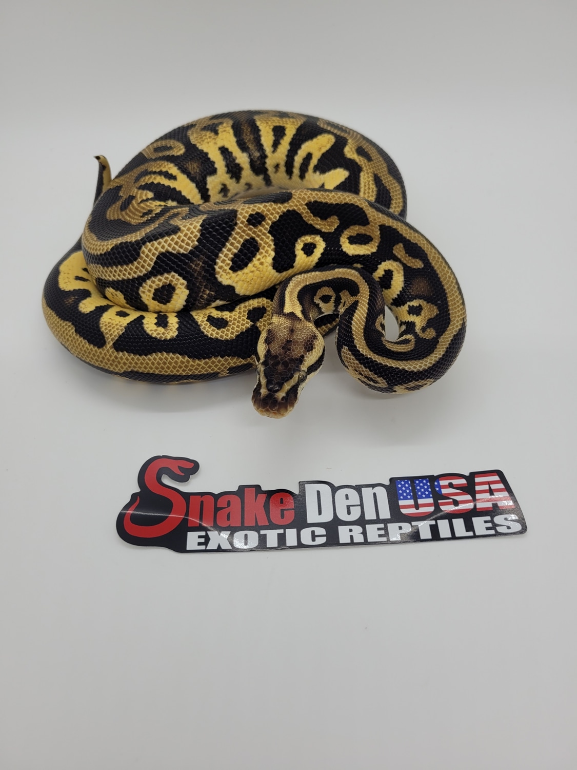 Pastel Leopard Double Het Piebald/Clown Ball Python by Snake Den USA ...