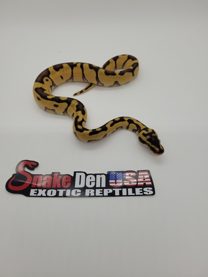 Orange Dream Pastel Super Enchi Poss. Fire Ball Python by Snake Den USA ...