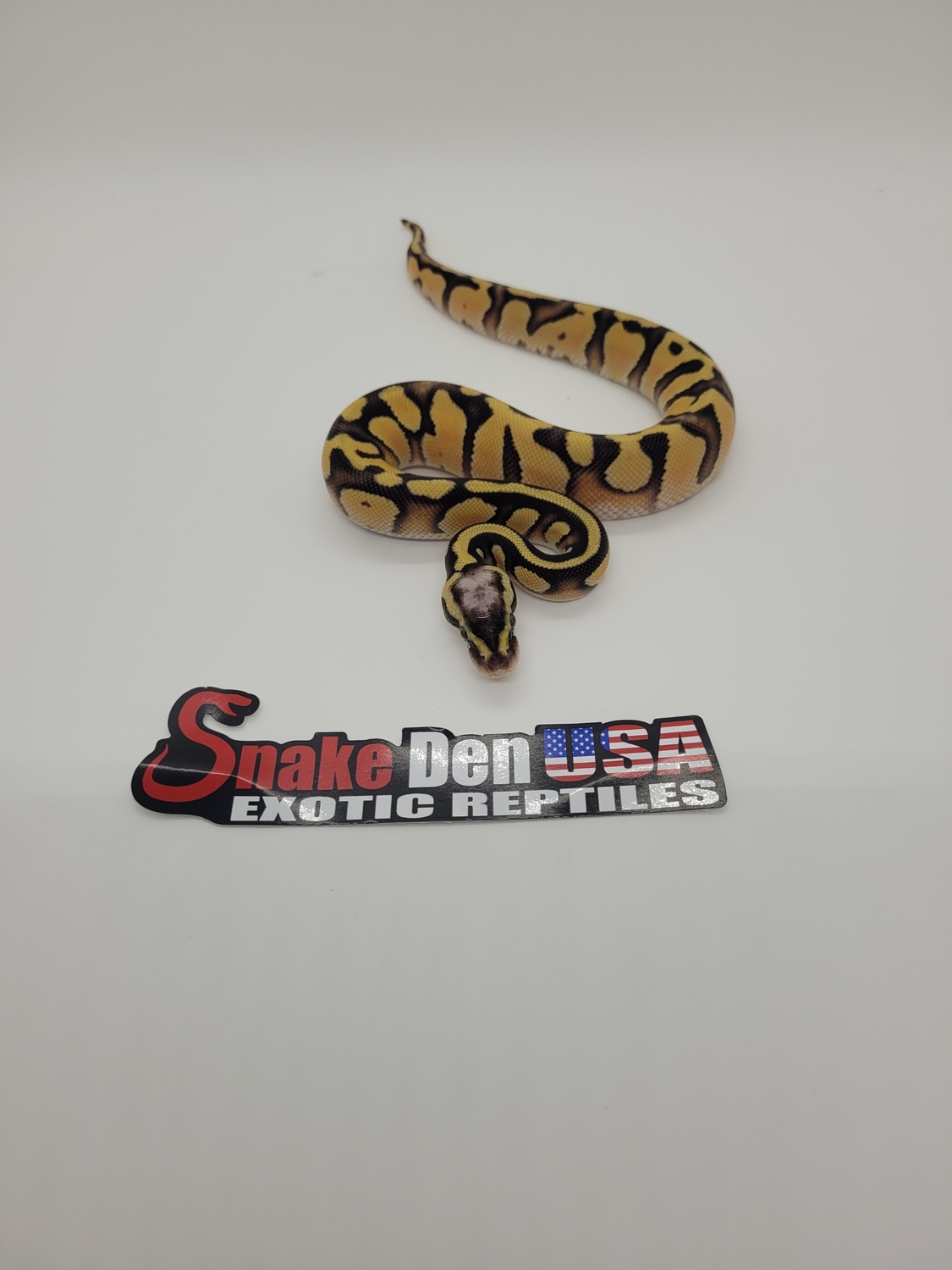 Orange Dream Enchi Super Pastel Ball Python by Snake Den USA Exotic ...