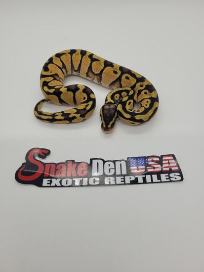 Orange Dream Pastel Ball Python by Snake Den USA Exotic Reptiles