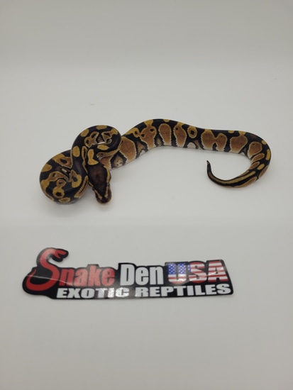 Orange Dream Ball Python by Snake Den USA Exotic Reptiles